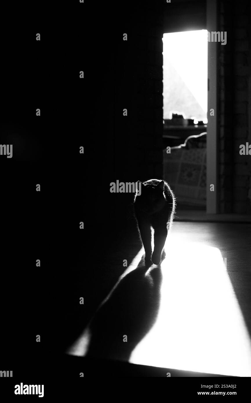 White cat walking in Black and White Stock Photos & Images - Alamy