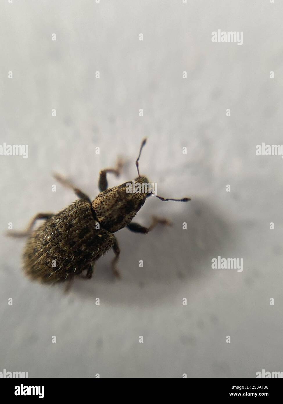 Clover Weevil (Sitona hispidulus Stock Photo - Alamy