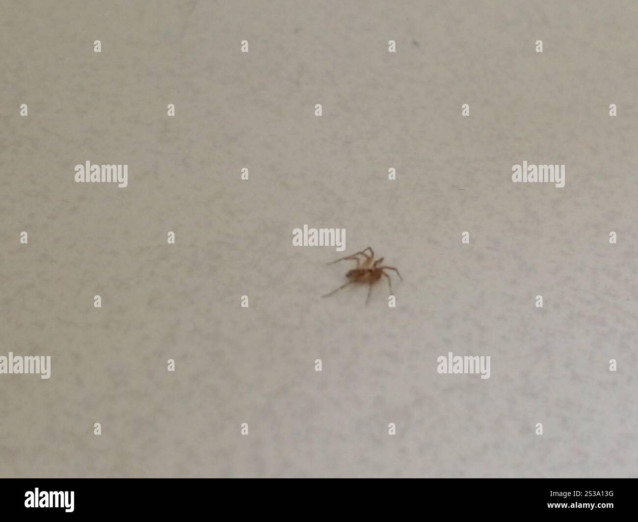Wall Spider (Oecobius navus Stock Photo - Alamy