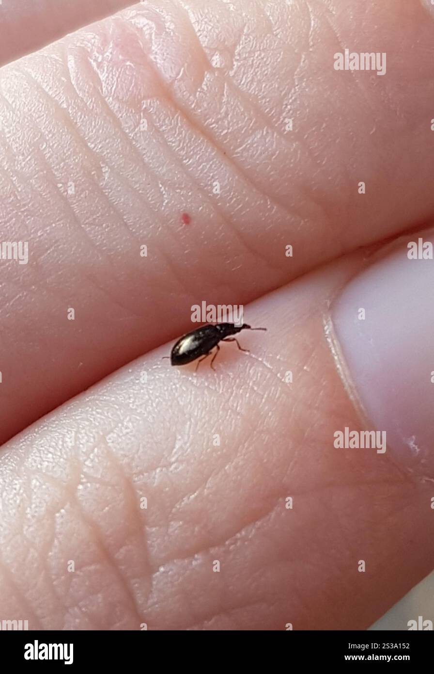 Hippopotamus Beetles (Salpingus Stock Photo - Alamy
