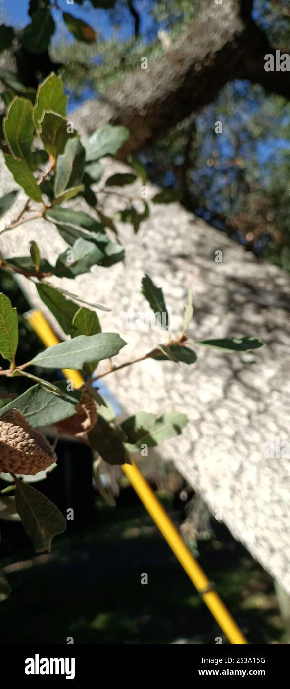 Engelmann oak (Quercus engelmannii Stock Photo - Alamy