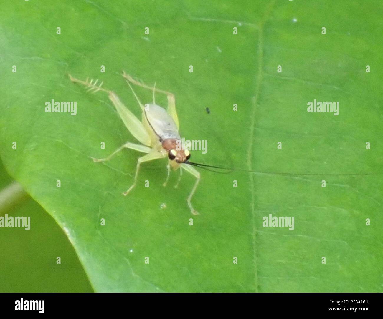 Trigs and Sword-tailed Crickets (Trigonidiinae Stock Photo - Alamy
