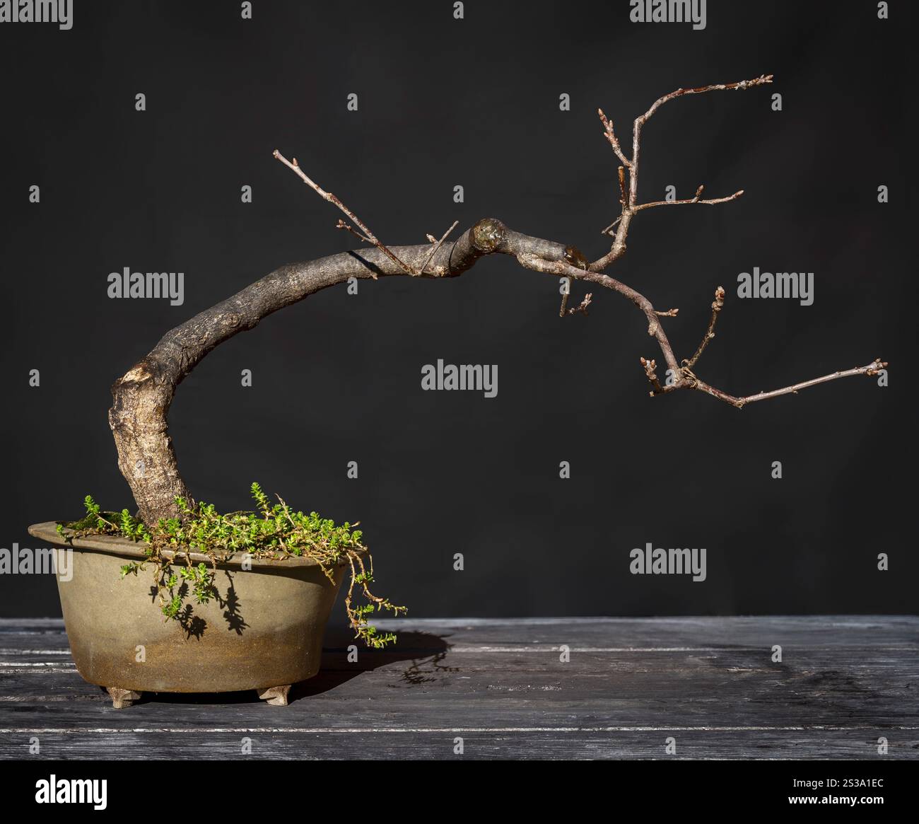 Northern red oak (Quercus rubra) bonsai in winter time Stock Photo - Alamy