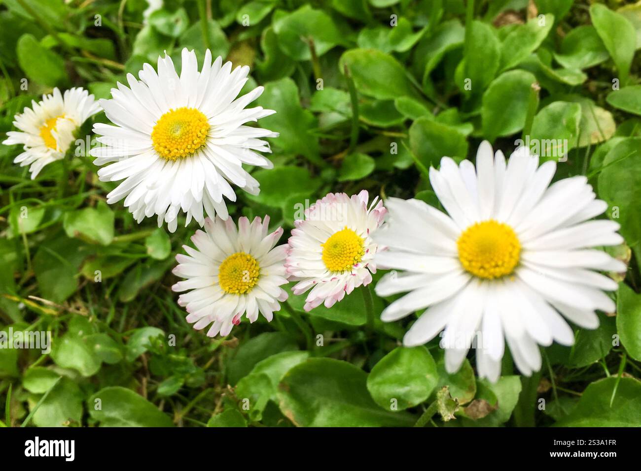 White beautiful chamomiles hi-res stock photography and images - Alamy