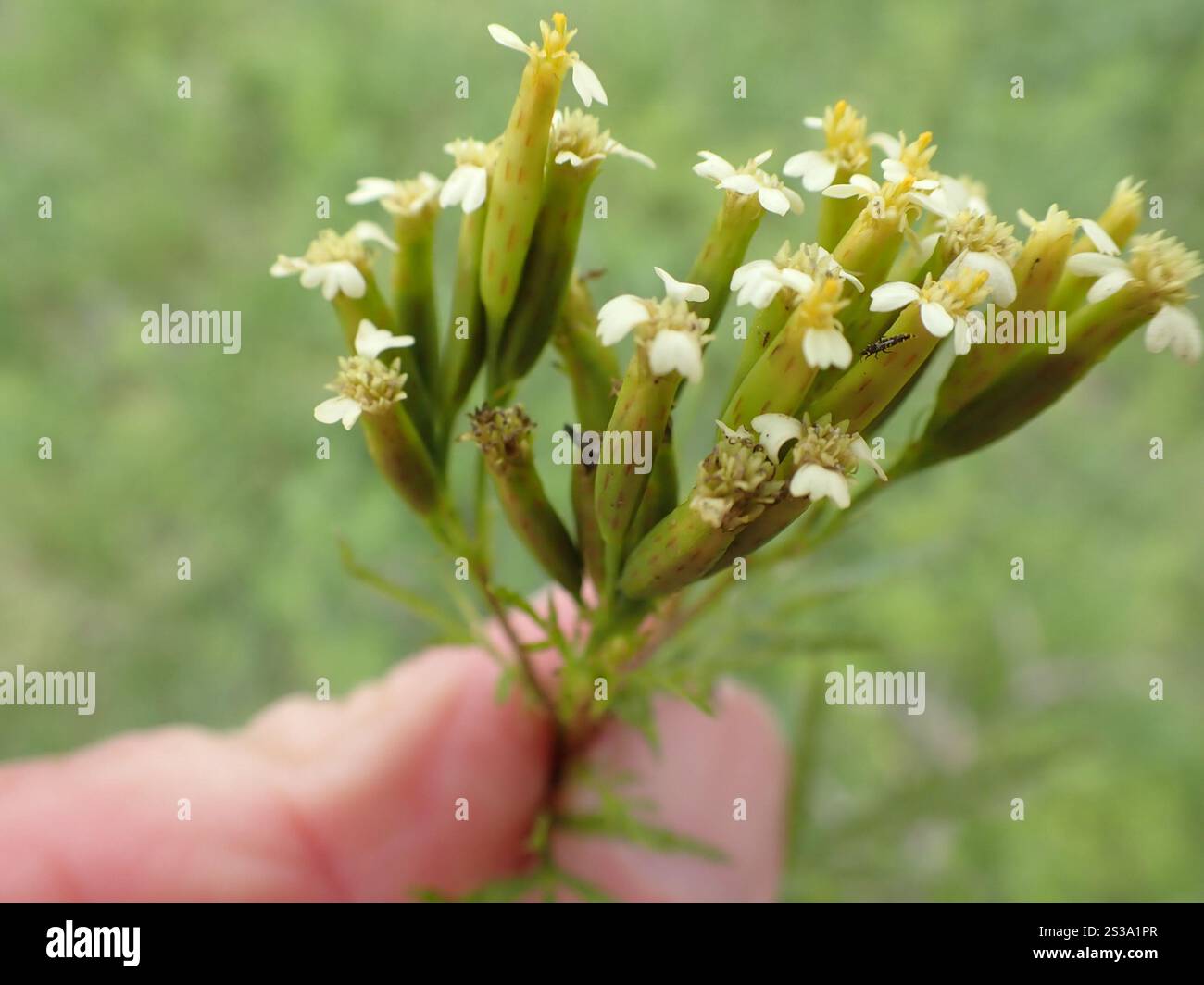 wild marigold (Tagetes minuta Stock Photo - Alamy