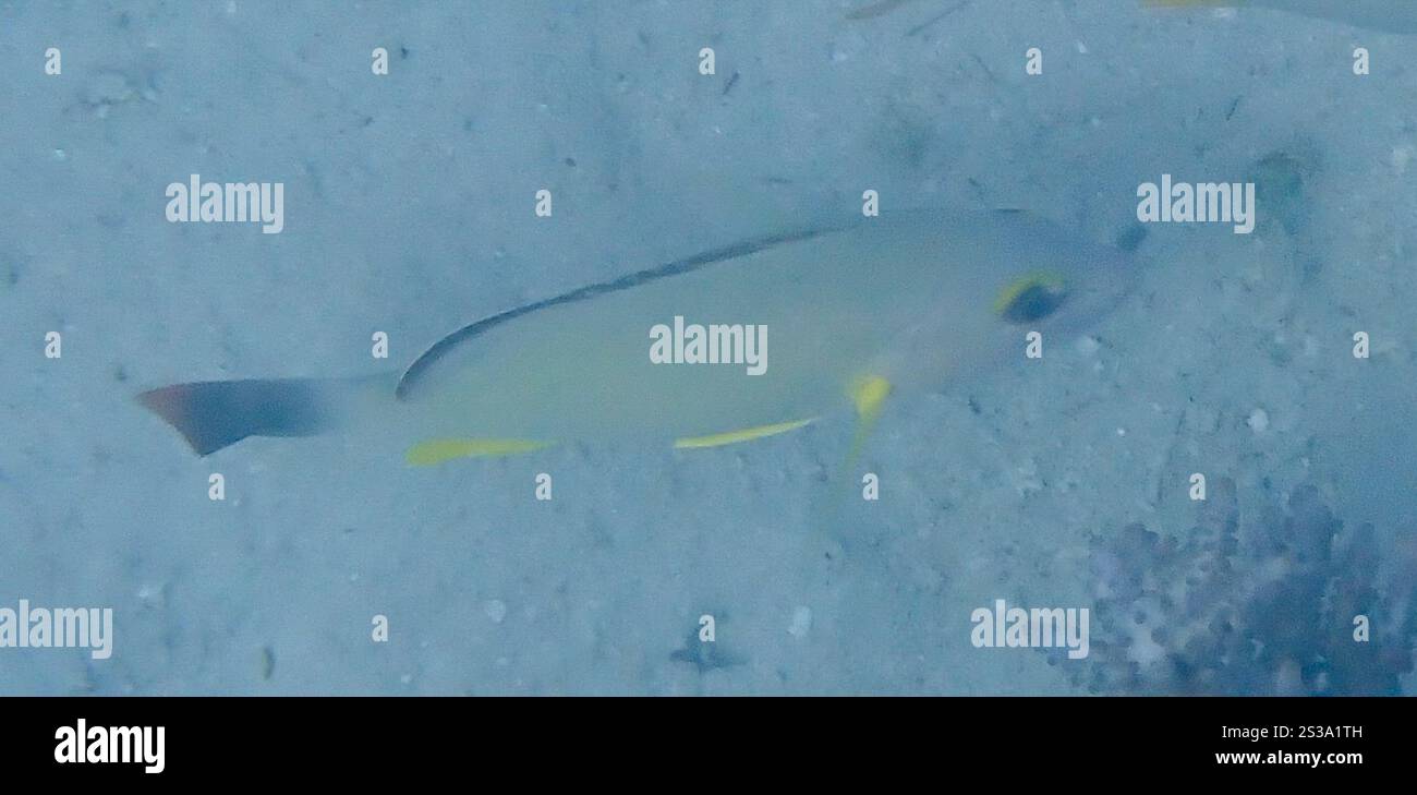 Blacktail Snapper (Lutjanus fulvus Stock Photo - Alamy