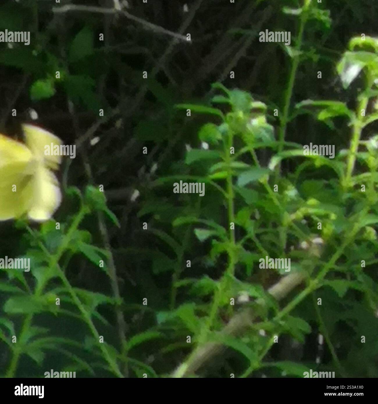 Canary Brimstone (Gonepteryx cleobule Stock Photo - Alamy