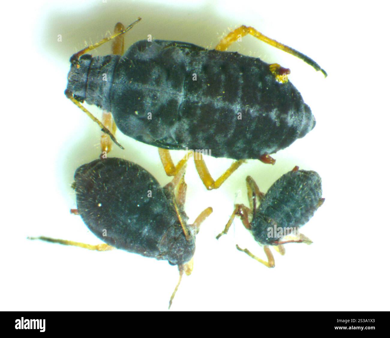 black willow aphid (Pterocomma smithiae Stock Photo - Alamy