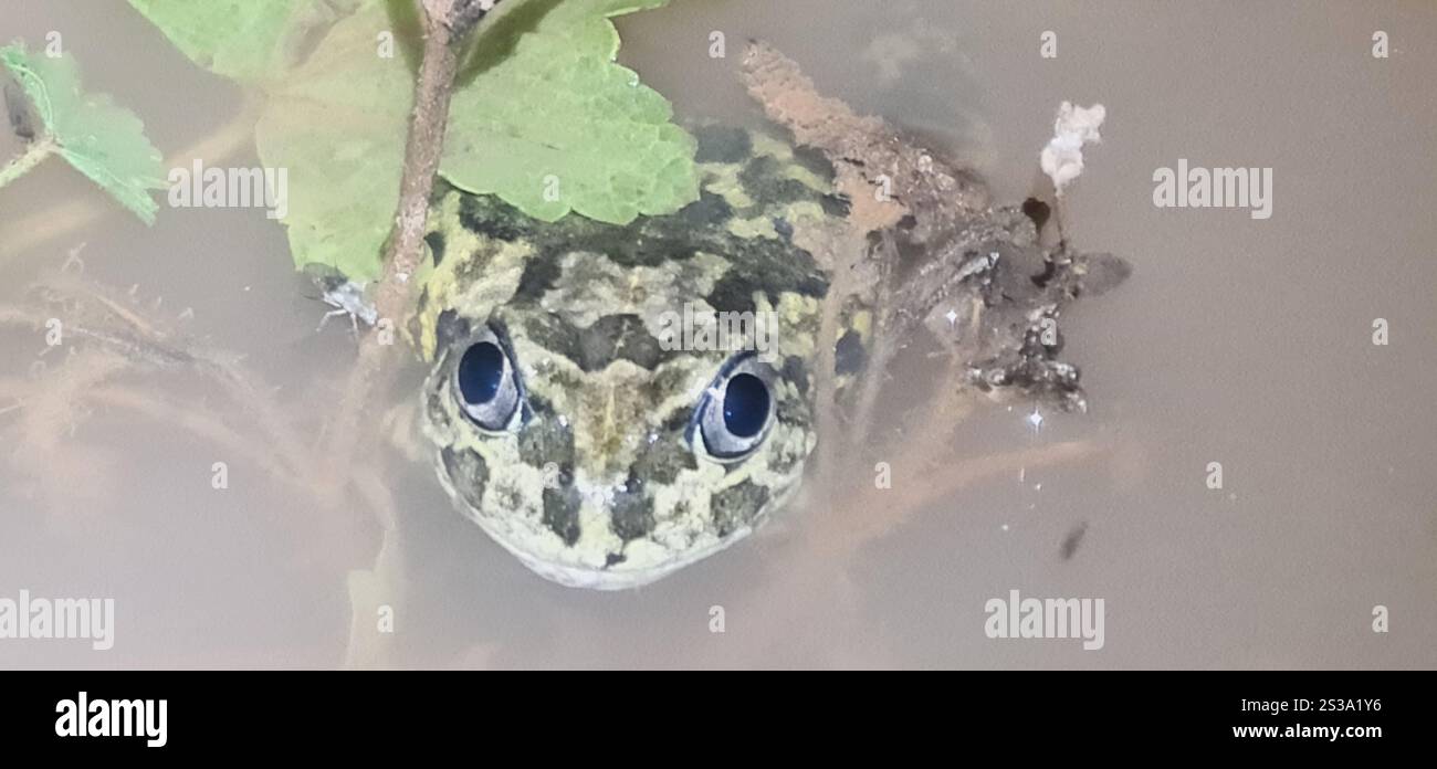 Painted Trilling Frog (Neobatrachus pictus Stock Photo - Alamy
