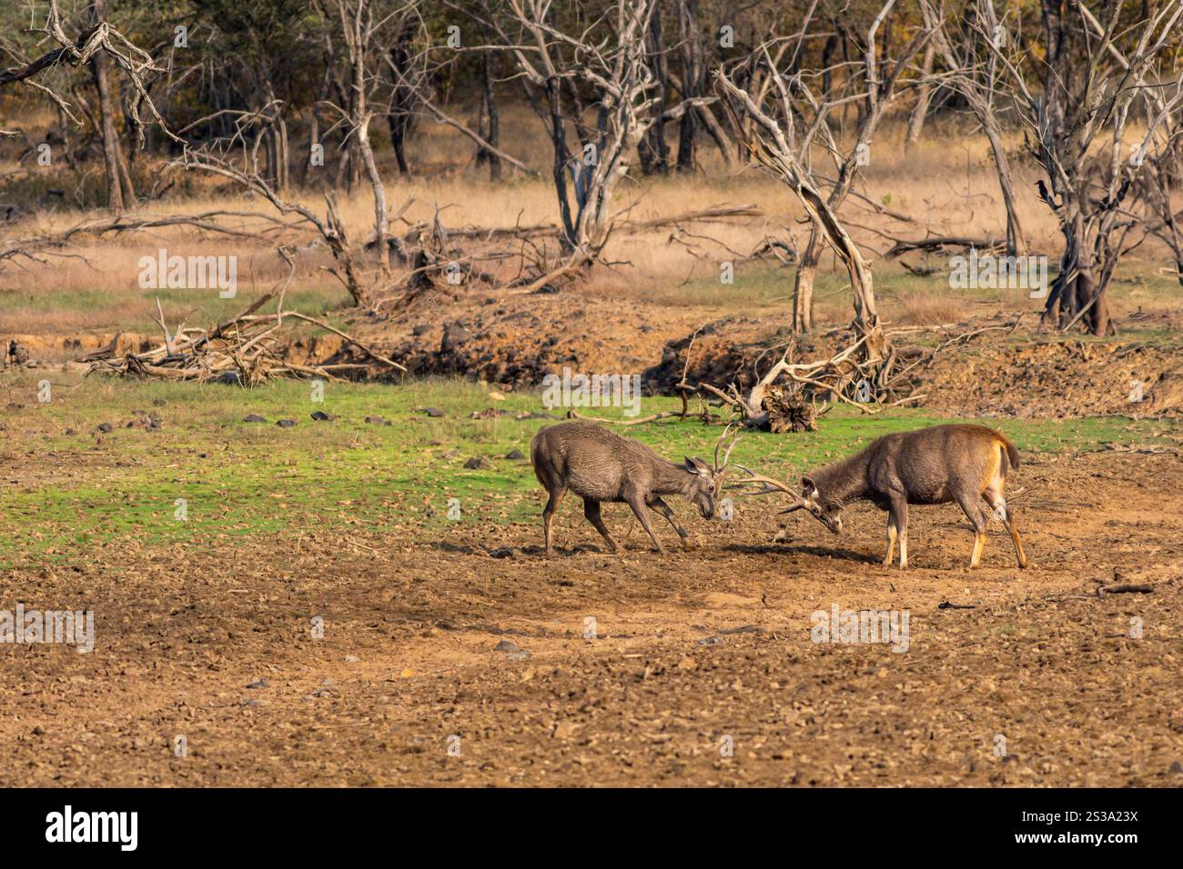 Two full adult angry male Sambar deer Rusa unicolor in action fighting ...