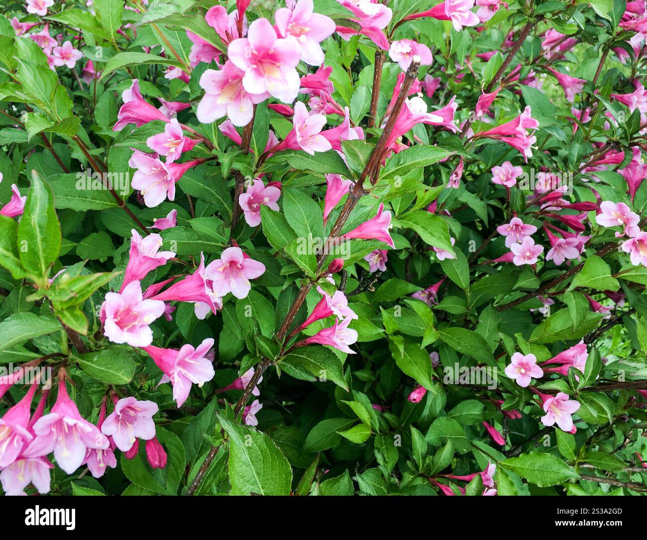 Lilly love hi-res stock photography and images - Alamy