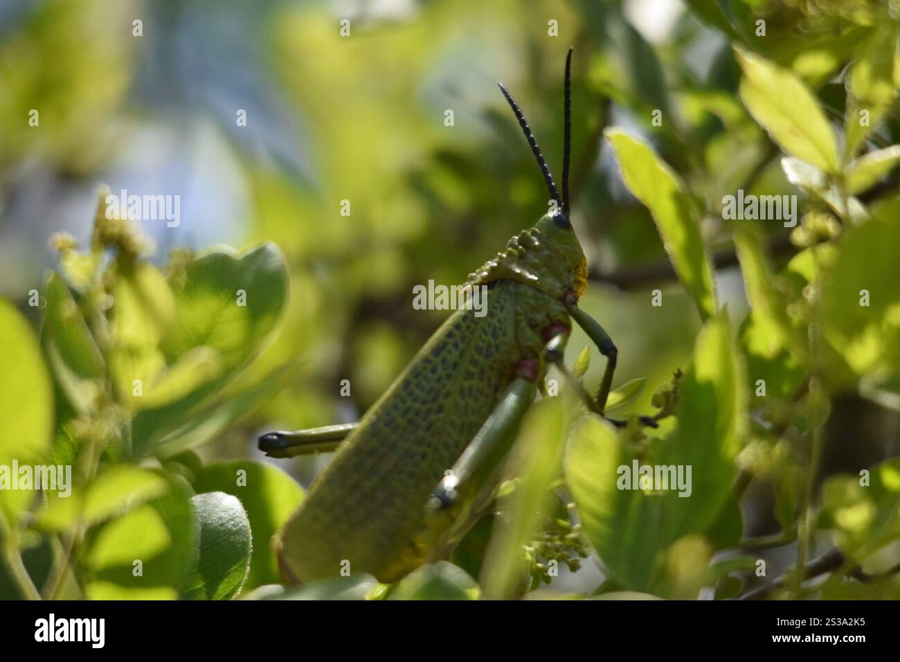 Green Milkweed Locust (Phymateus viridipes Stock Photo - Alamy