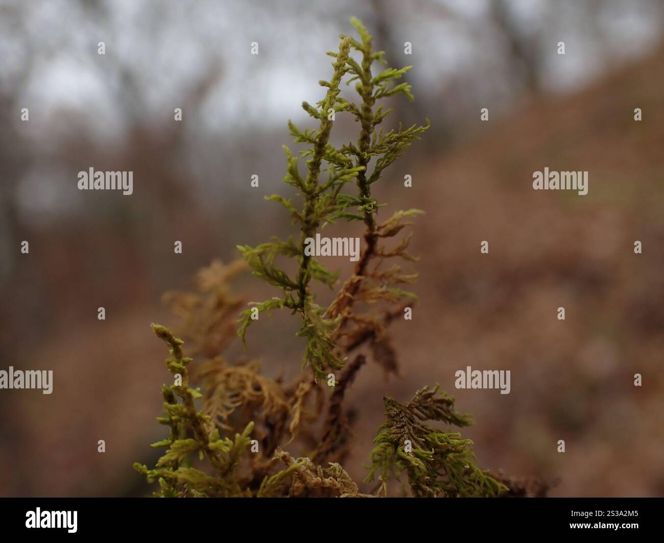 delicate fern moss (Thuidium delicatulum Stock Photo - Alamy