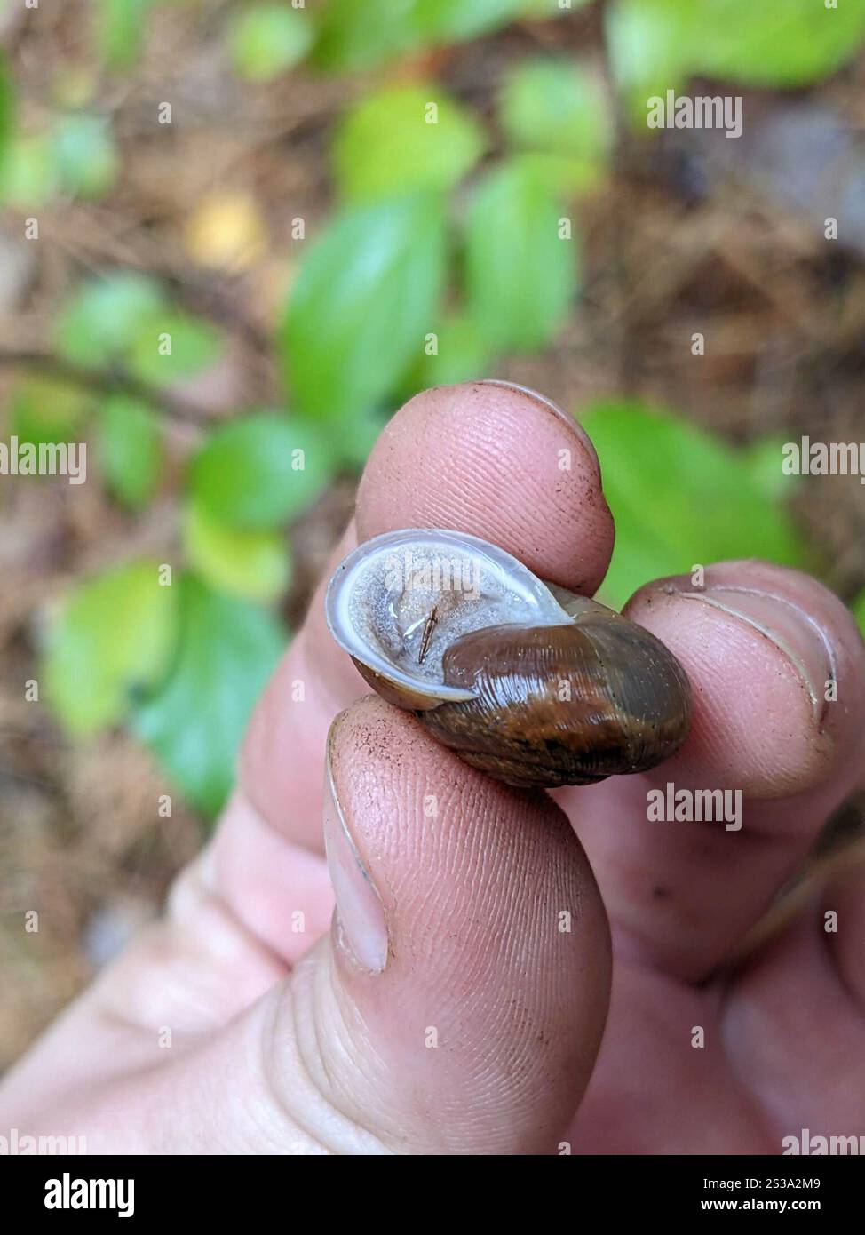 White-lip Globe Snail (Mesodon thyroidus Stock Photo - Alamy