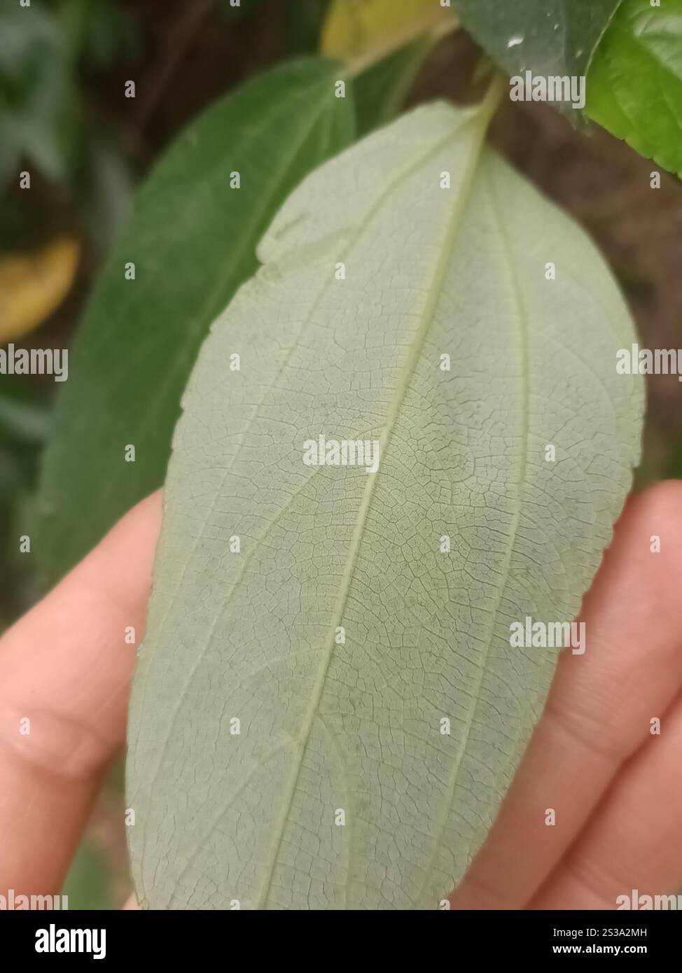 False Stinger (Pipturus argenteus Stock Photo - Alamy