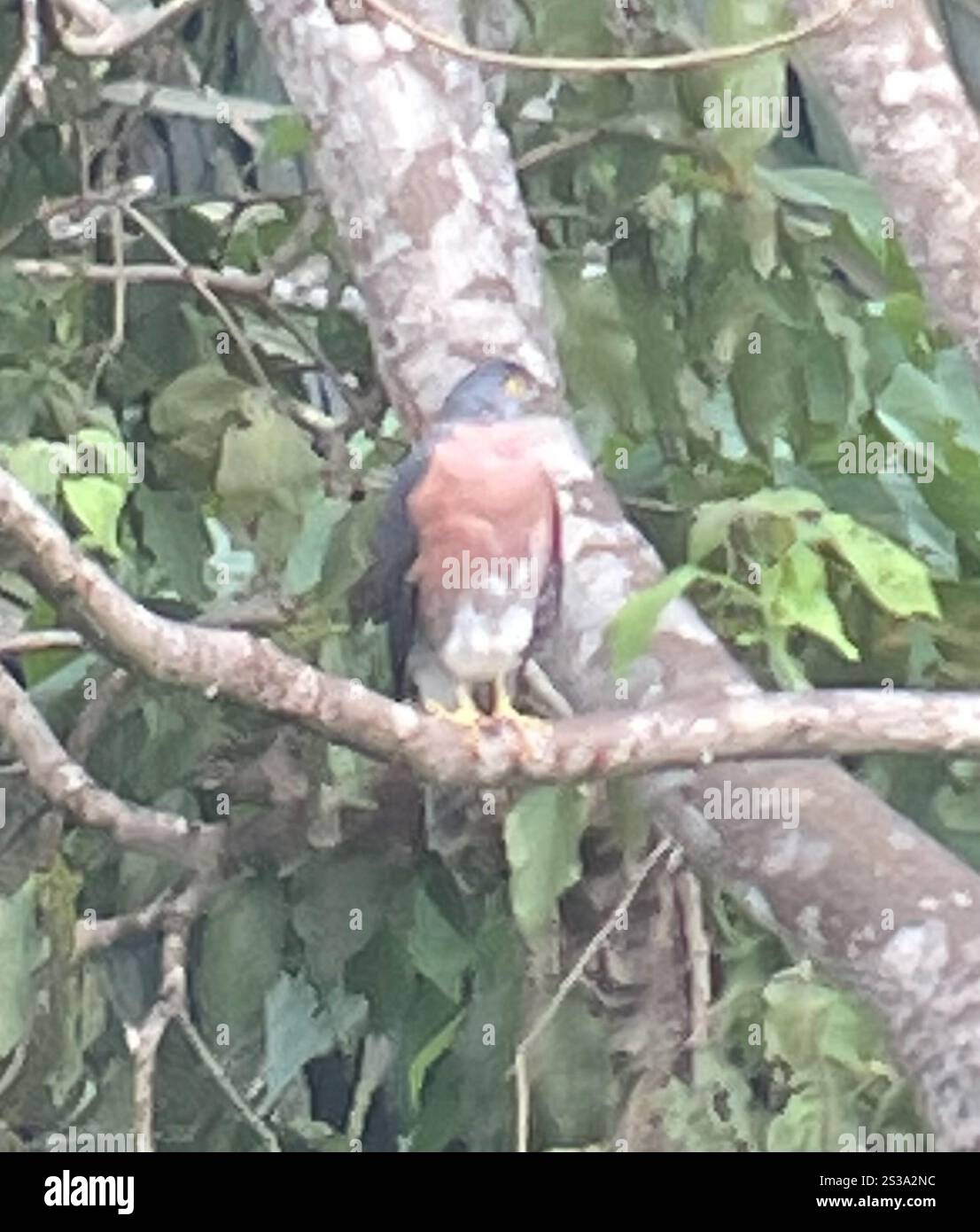 Chinese Sparrowhawk (Tachyspiza soloensis Stock Photo - Alamy