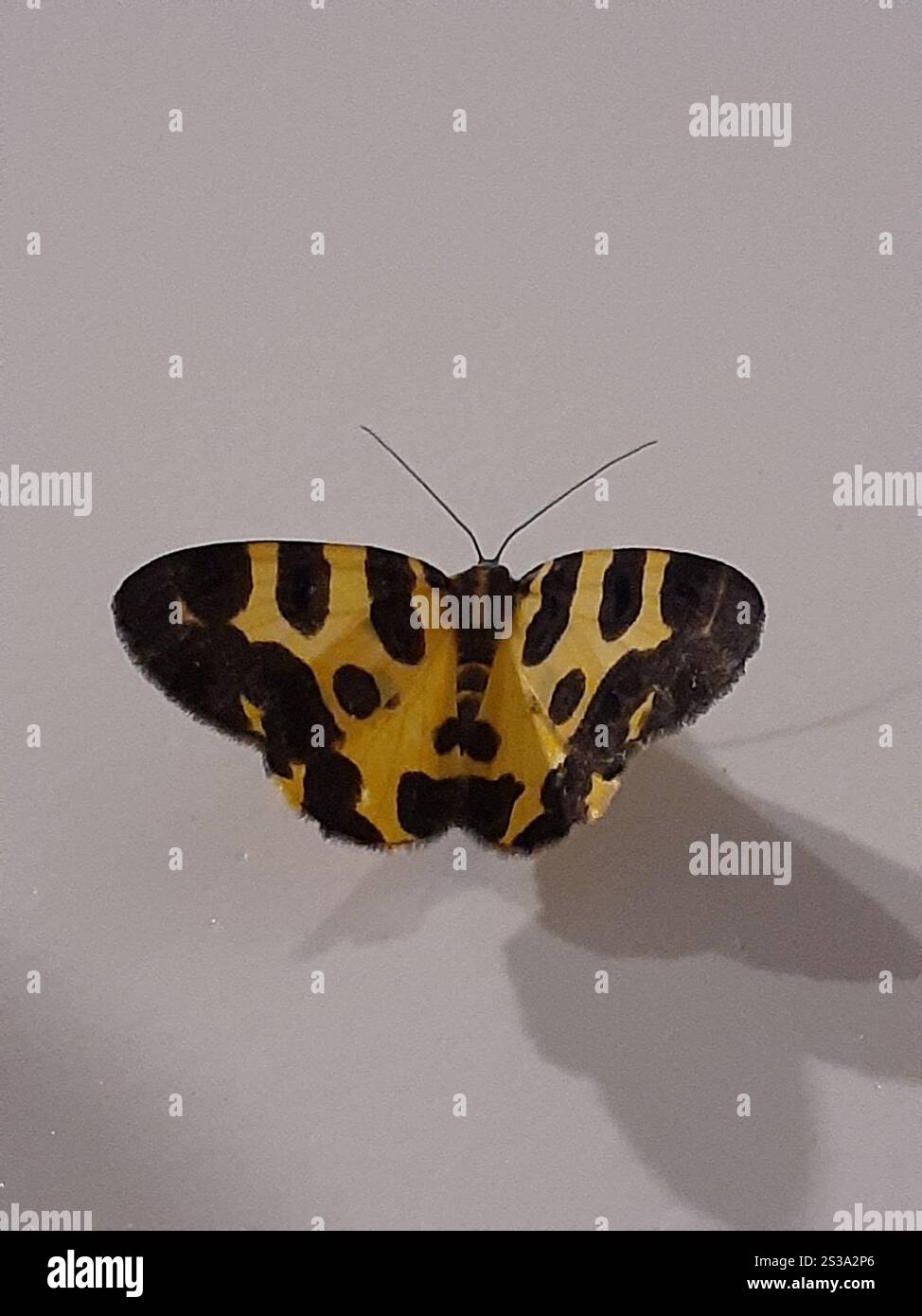 Leopard Moths (Pantherodes Stock Photo - Alamy