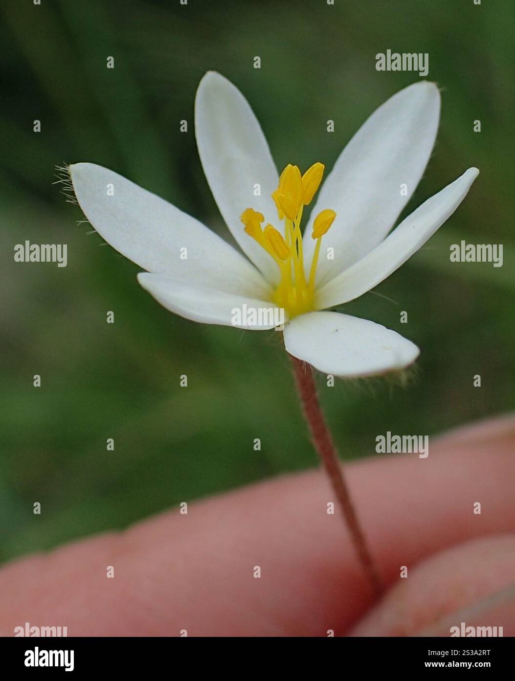 (Hypoxis parvula albiflora Stock Photo - Alamy