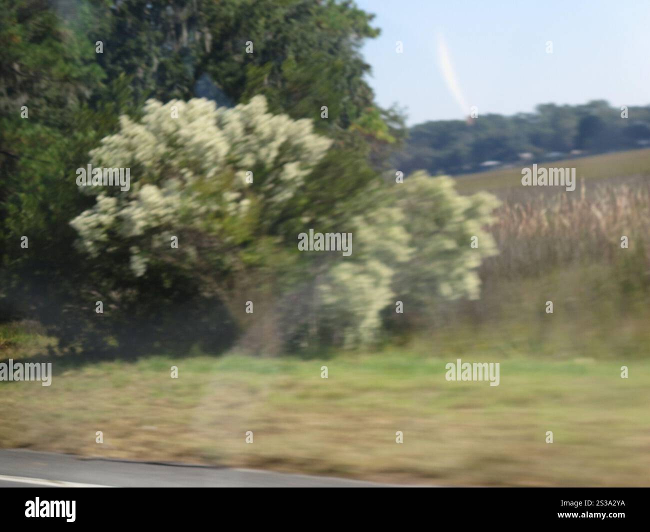 groundsel tree (Baccharis halimifolia Stock Photo - Alamy