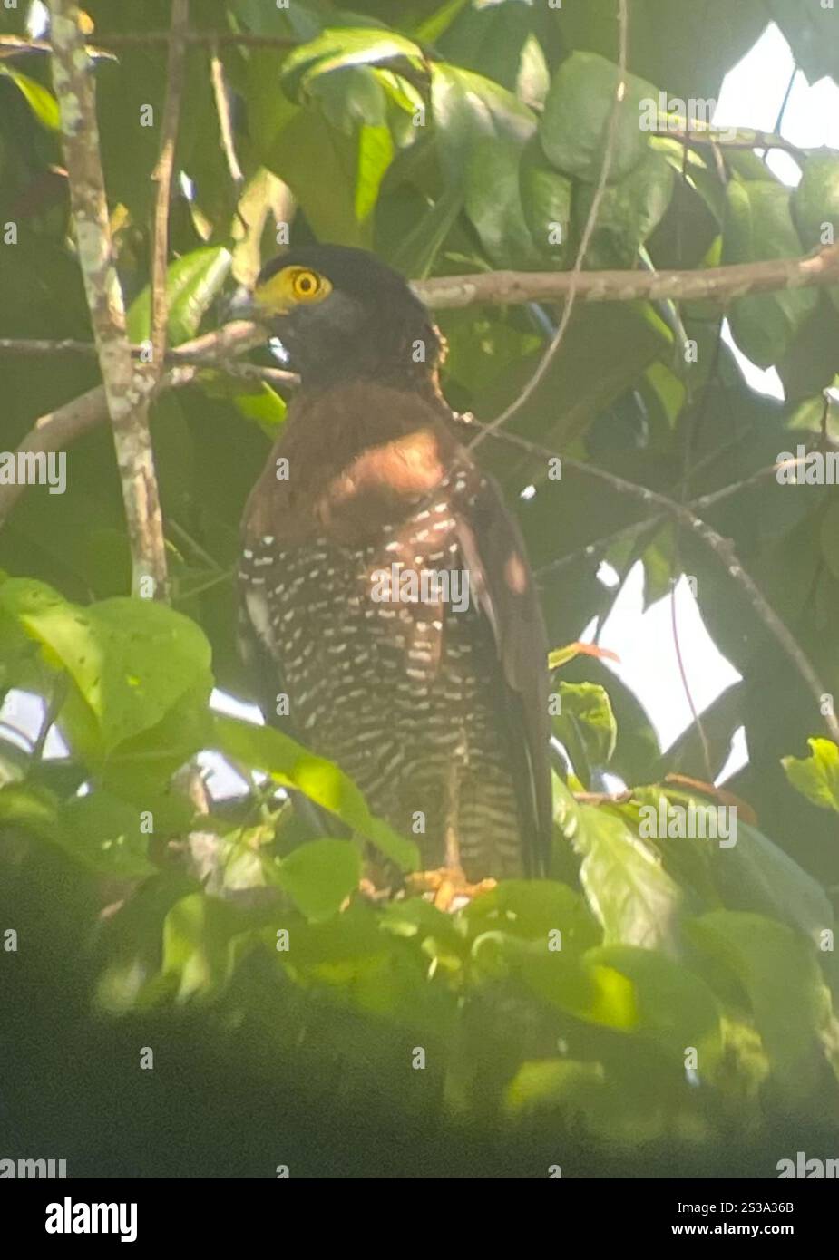 Sulawesi Serpent-Eagle (Spilornis rufipectus Stock Photo - Alamy