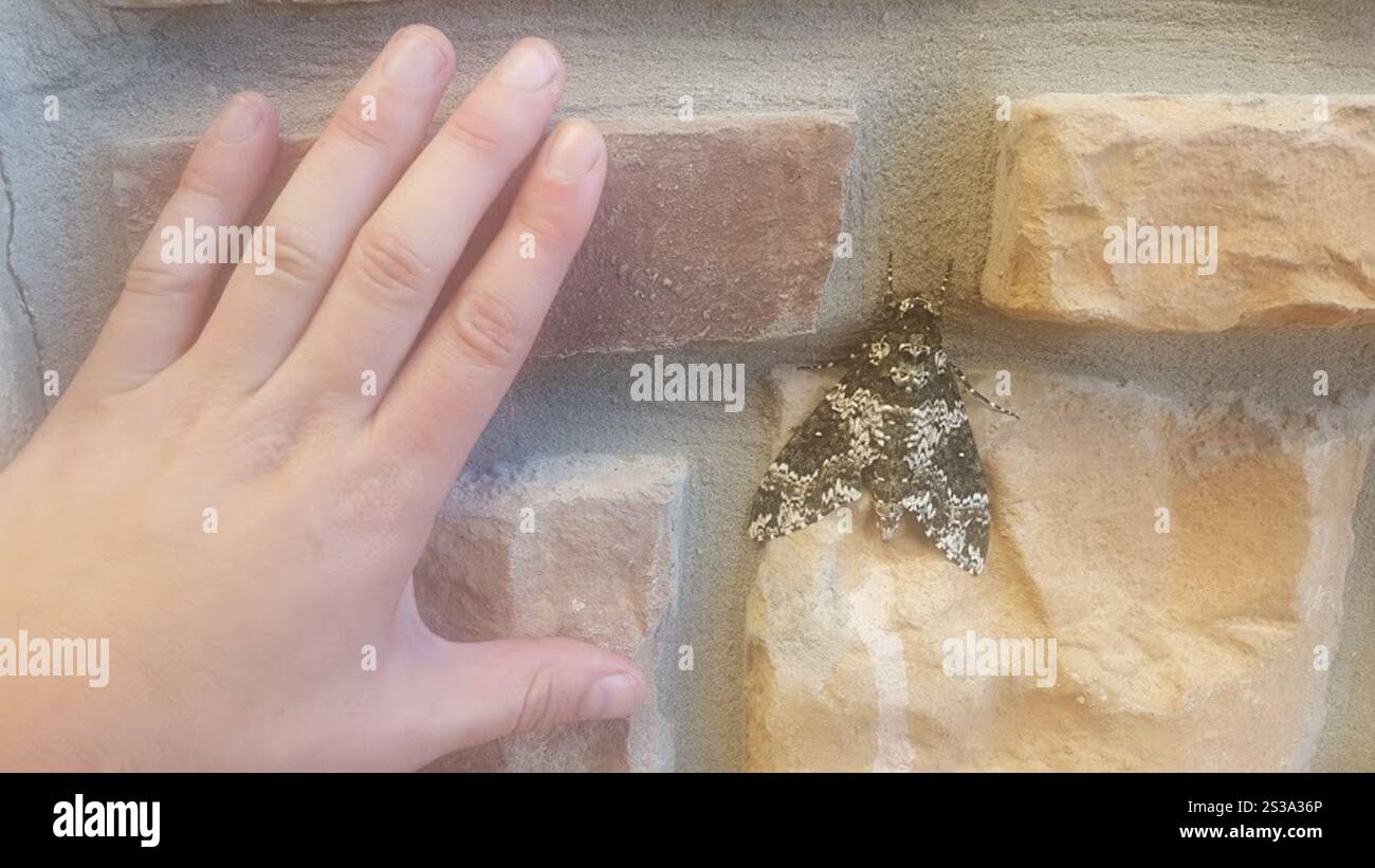 Rustic Sphinx (Manduca rustica Stock Photo - Alamy