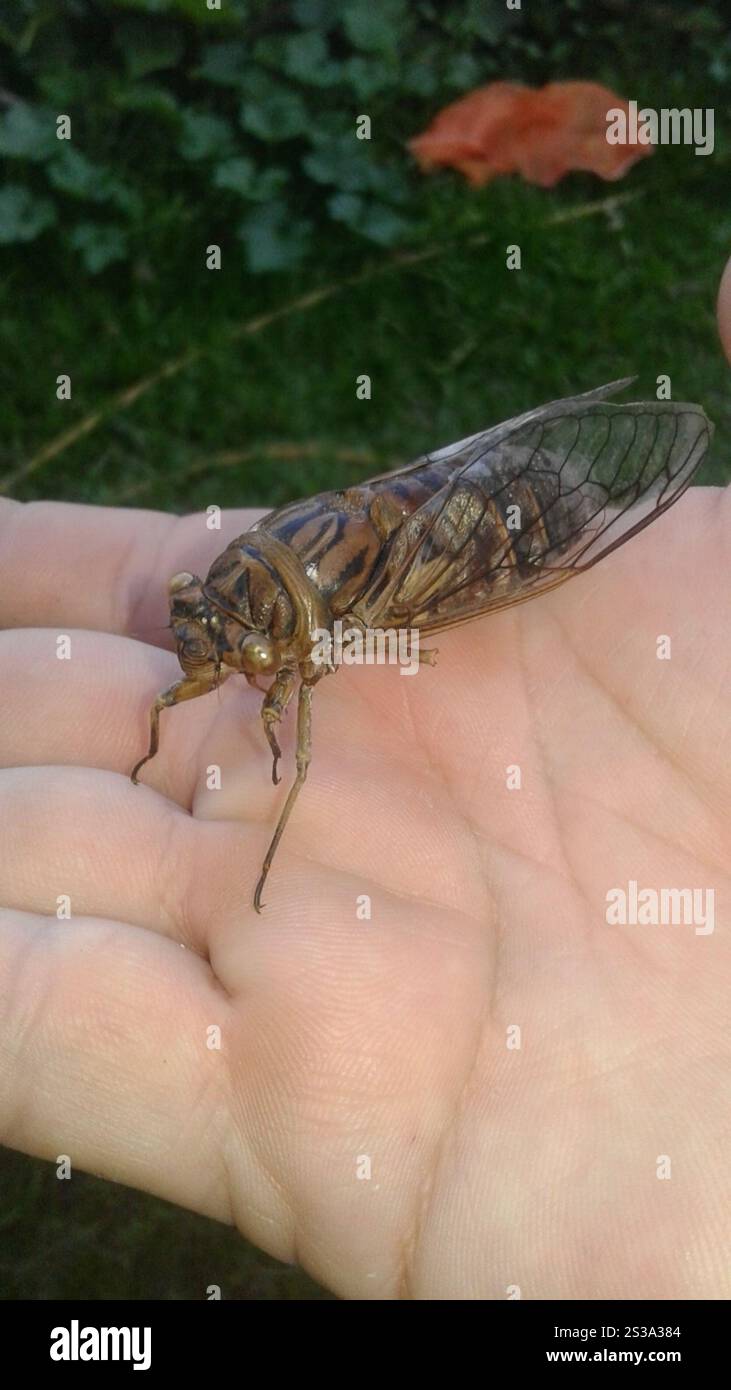Giant Cicada (Quesada gigas Stock Photo - Alamy