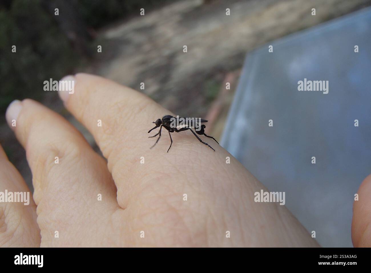 Dance Flies, Long-legged Flies, and Allies (Empidoidea Stock Photo - Alamy