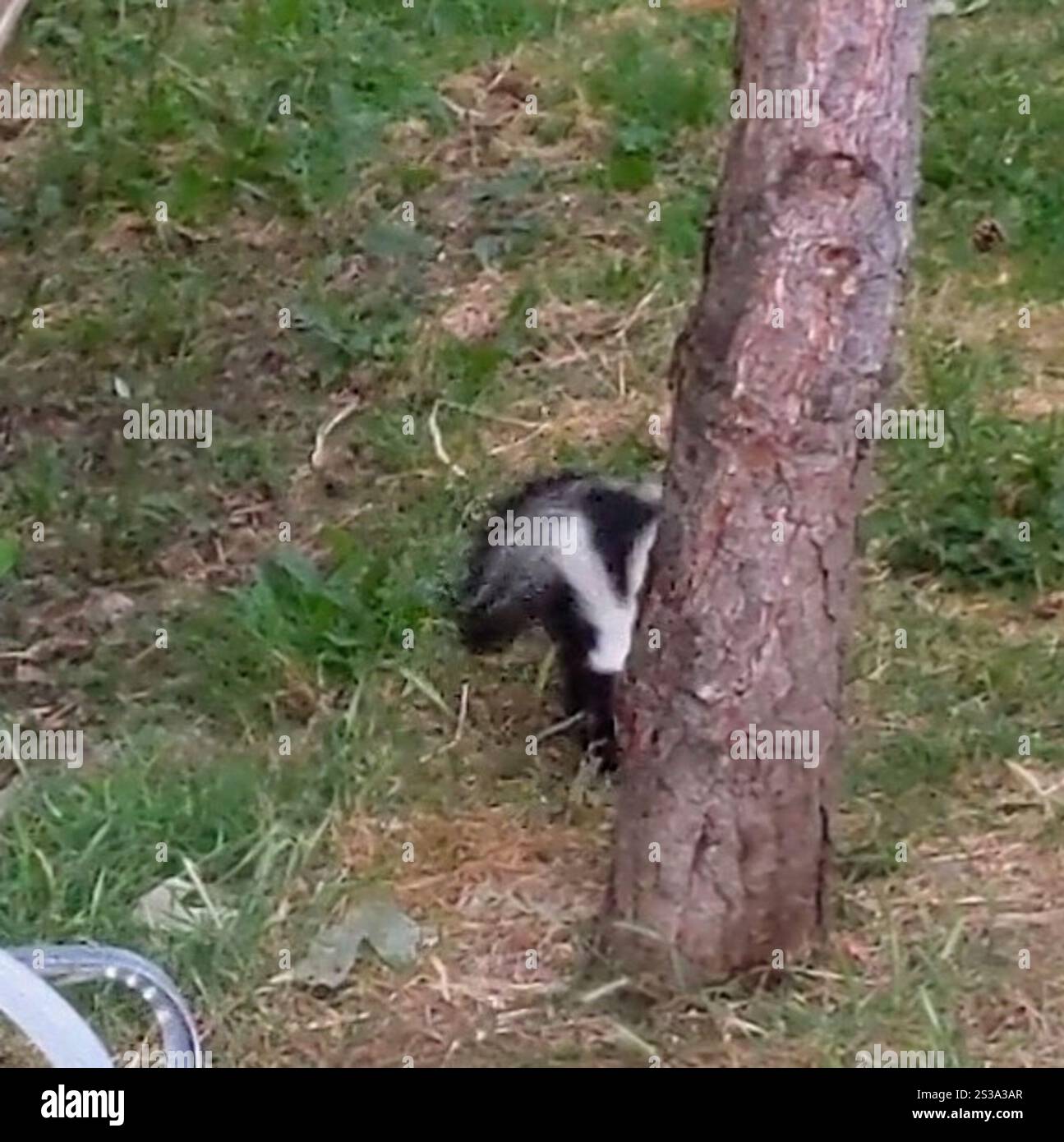 Striped Skunk (Mephitis mephitis Stock Photo - Alamy