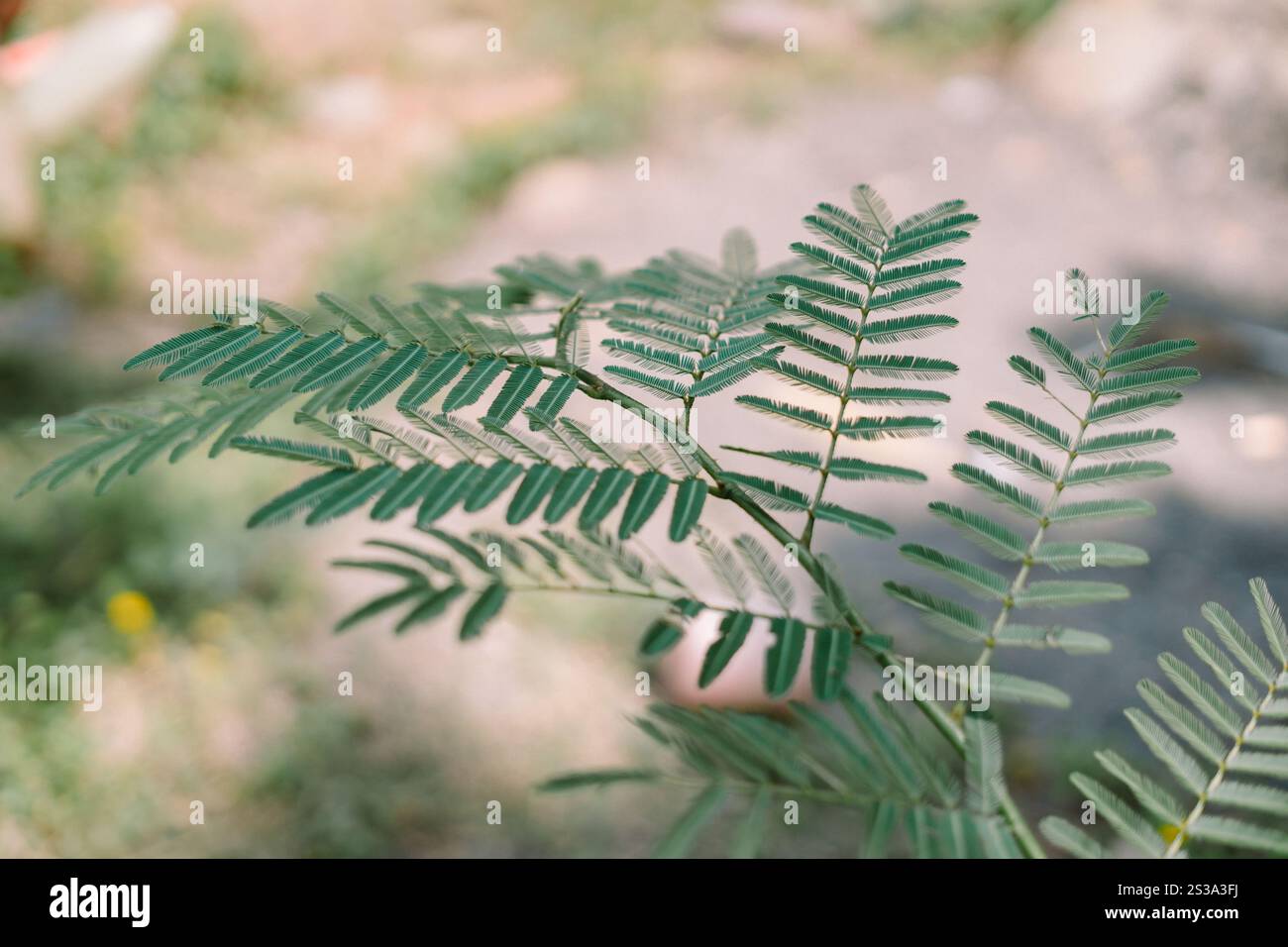 Leucaena leucocephala is a small fast-growing mimosoid tree native to ...