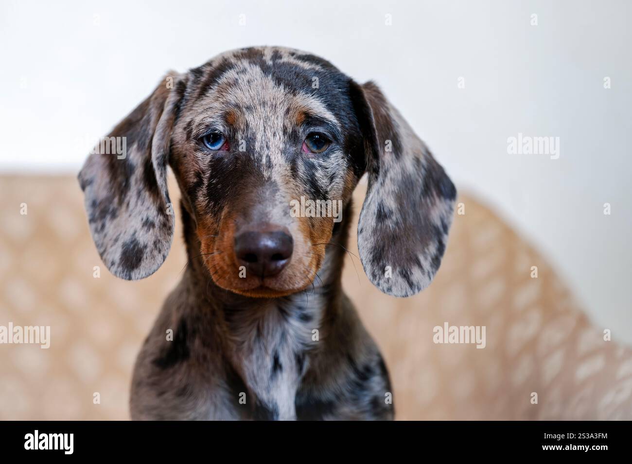 Portrait of a three months old Harlequin Dachshund with heterochromia ...