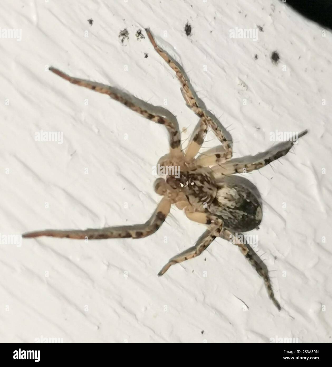 Buzzing Spider (Anyphaena accentuata Stock Photo - Alamy