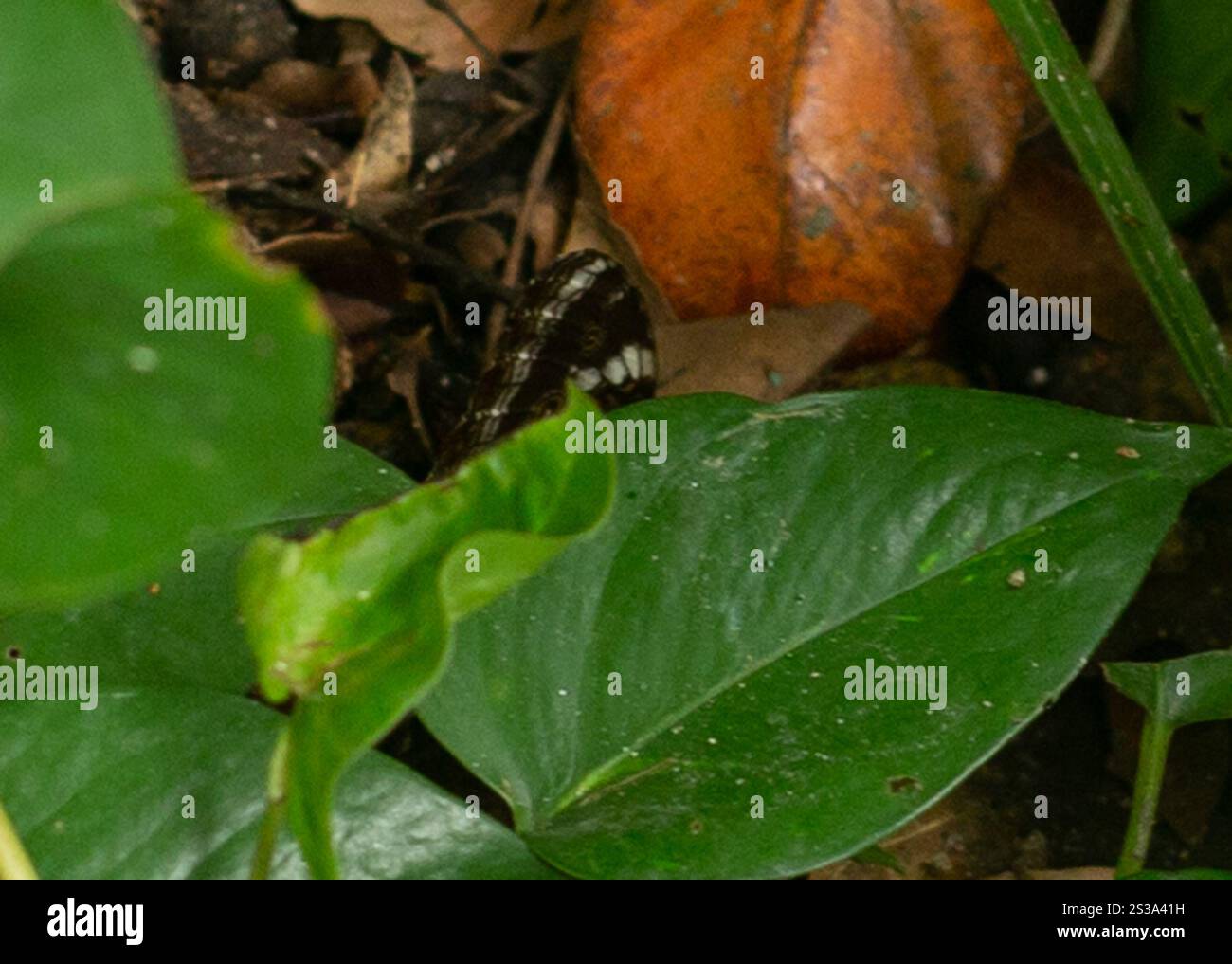 Common Morpho (Morpho helenor Stock Photo - Alamy