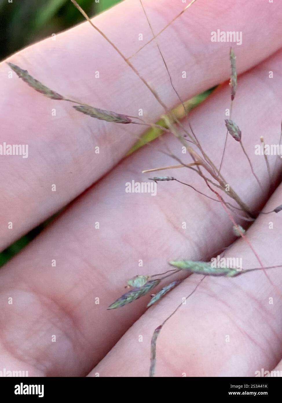 Eragrostis elliottii hi-res stock photography and images - Alamy