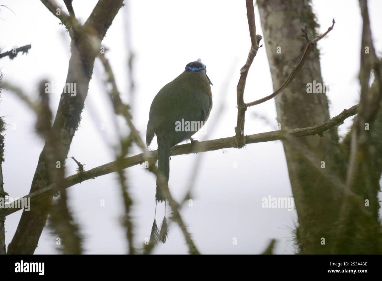 Subrufescens hi-res stock photography and images - Alamy