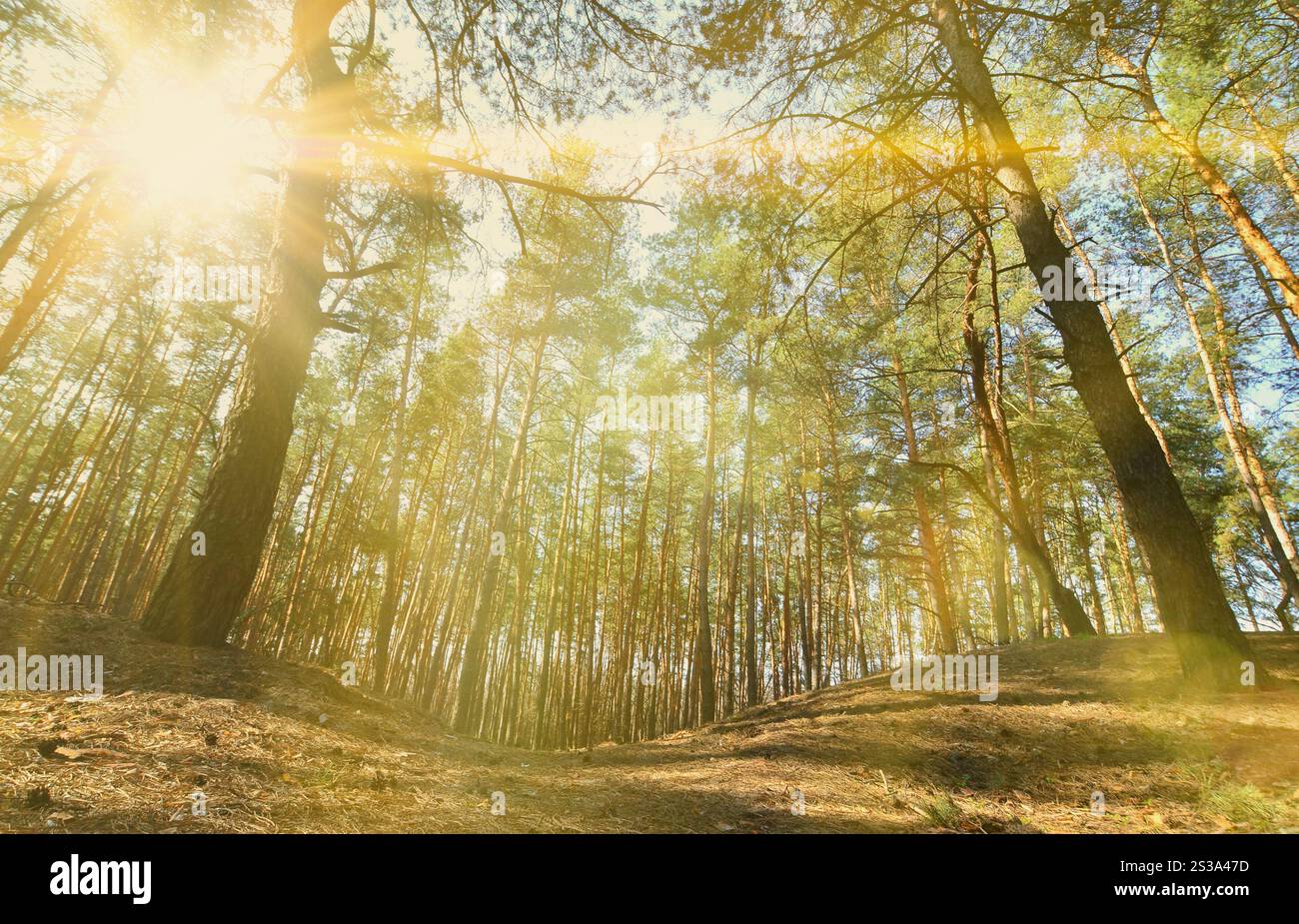 Spring sunny landscape in a pine forest in bright sunlight. Cozy forest ...