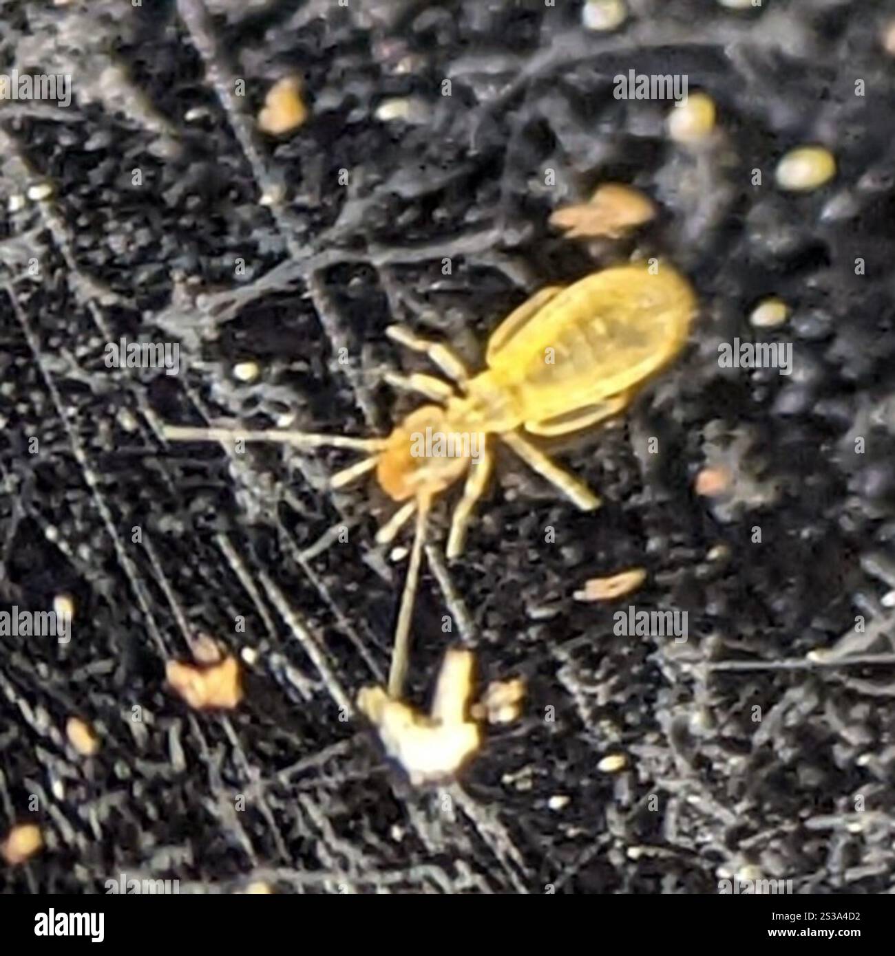 House Psocid (Liposcelis bostrychophila Stock Photo - Alamy