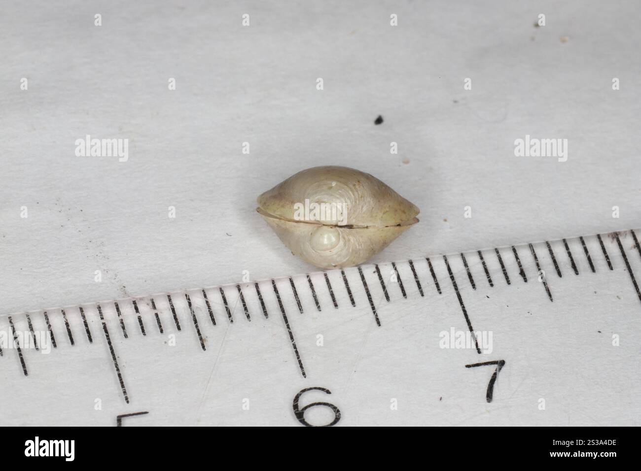 Lake Fingernailclam (Musculium lacustre Stock Photo - Alamy