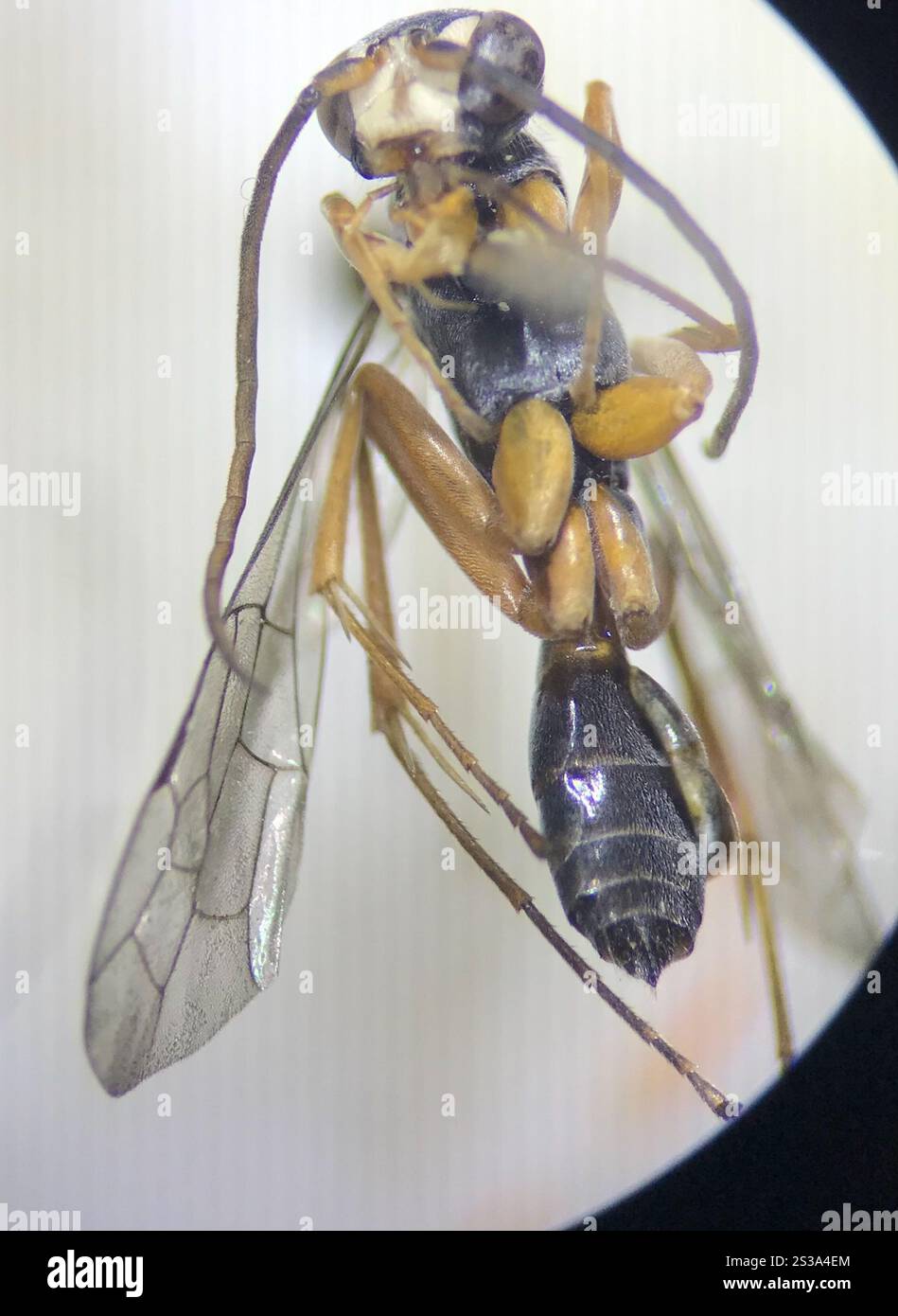 Spider Wasps (Pompilidae Stock Photo - Alamy