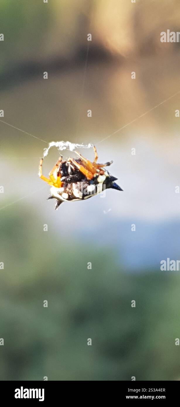 Christmas Jewel Spider (Austracantha minax Stock Photo - Alamy