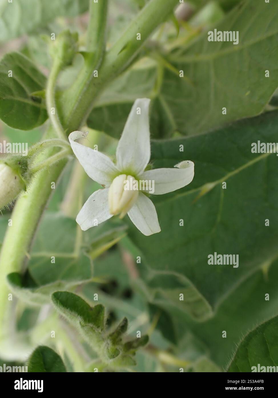 tropical soda-apple (Solanum viarum Stock Photo - Alamy