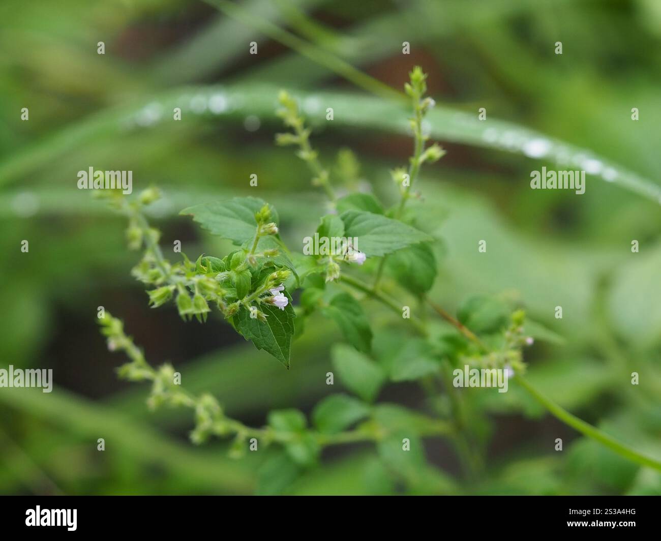 Mini-shiso (Mosla scabra Stock Photo - Alamy