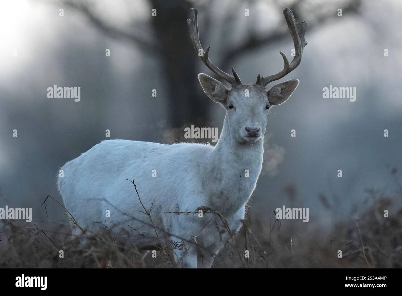 Young stag stands in the bracken just after sunrise in Bushy park in ...