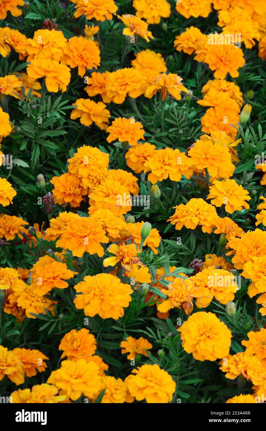 A large number of beautiful bloomed yellow marigolds in an open air ...