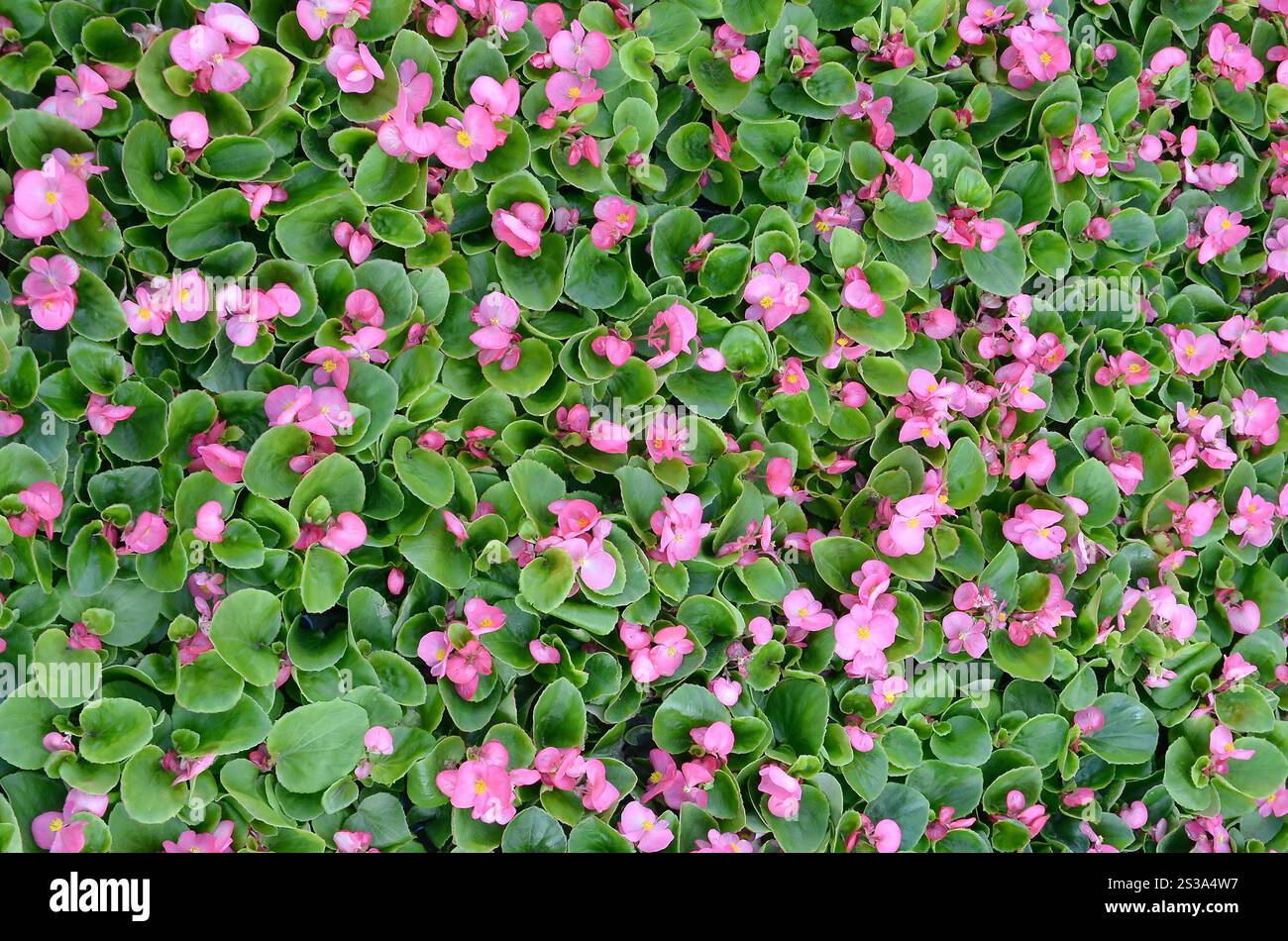 Cover photo of pink begonia flowers. Floral pattern. Flower background ...