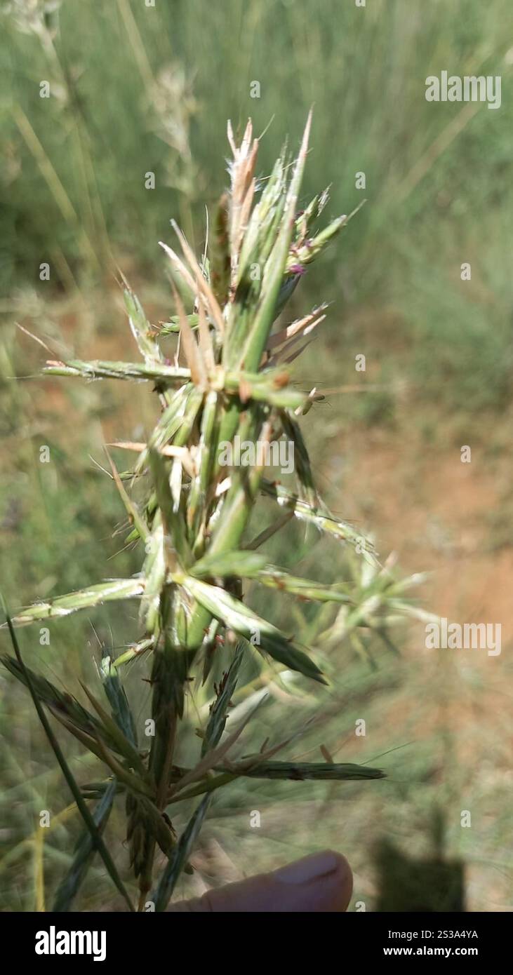 Narrowleaf Turpentine Grass (Cymbopogon pospischilii Stock Photo - Alamy