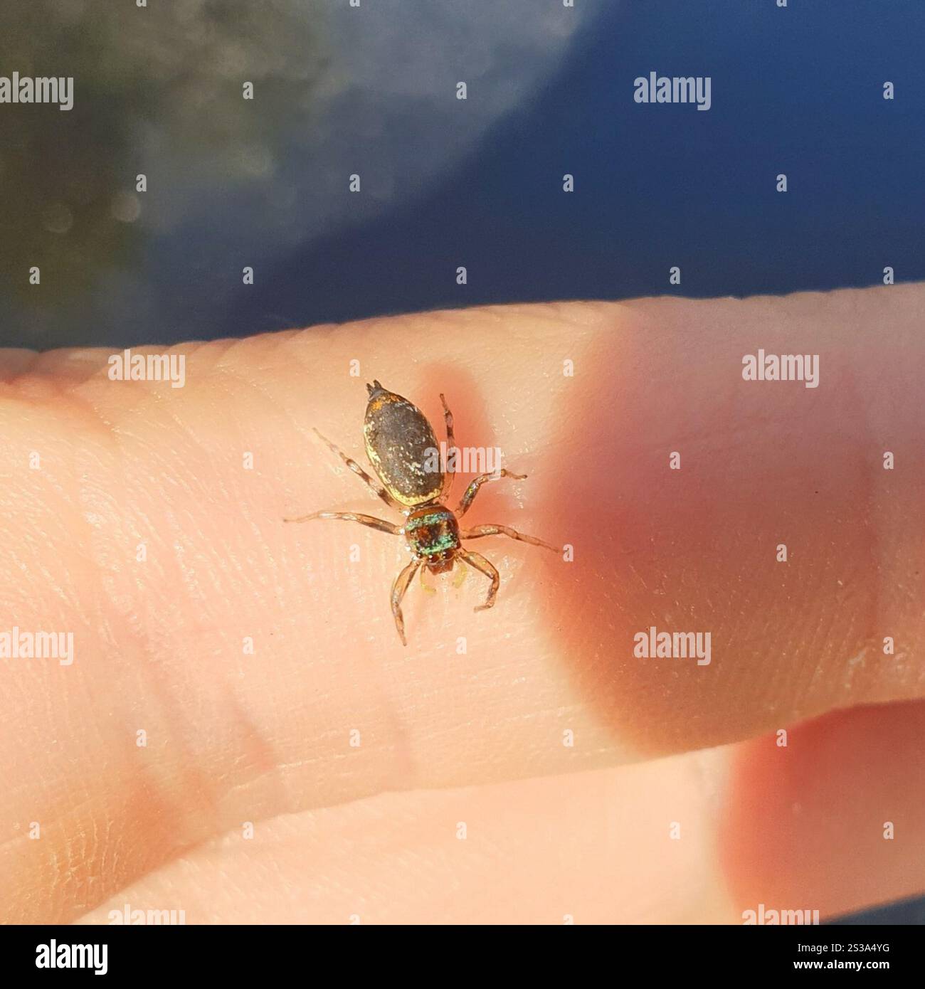 North Queensland Jumping Spider (Cosmophasis micarioides Stock Photo ...