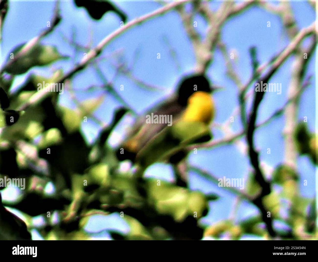 Dark-backed Weaver (Ploceus bicolor Stock Photo - Alamy