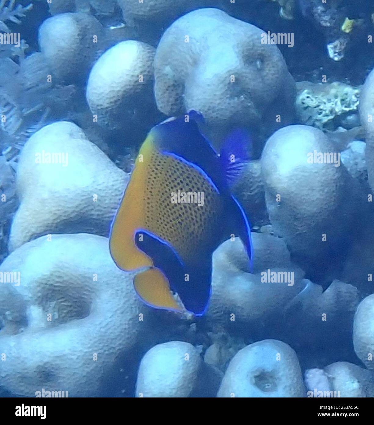 Bluegirdle Angelfish (Pomacanthus navarchus Stock Photo - Alamy