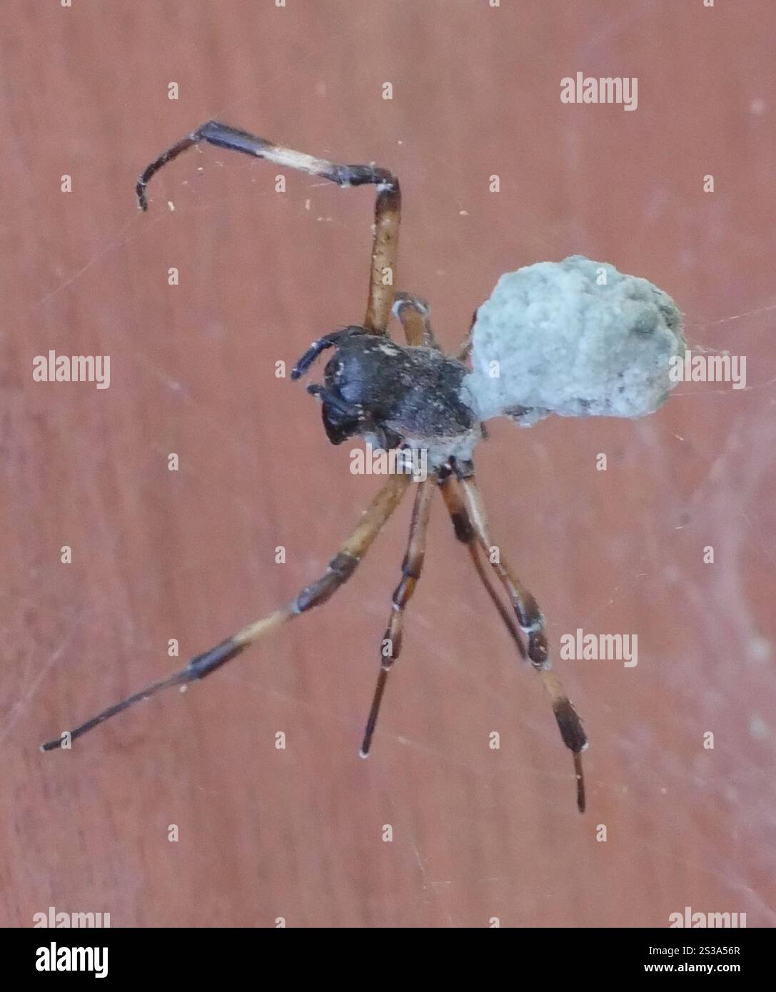 Asian Hermit Spider (Nephilengys malabarensis Stock Photo - Alamy