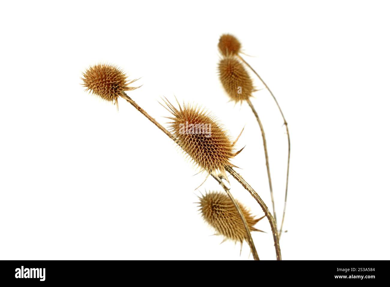 Dry thistle ( Dipsacus Fullonum ) flower head isolated on white Stock ...